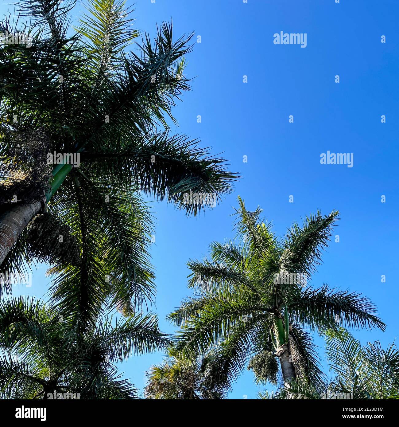 A view of Royal Palm Trees from the base of the tree looking up toward ...