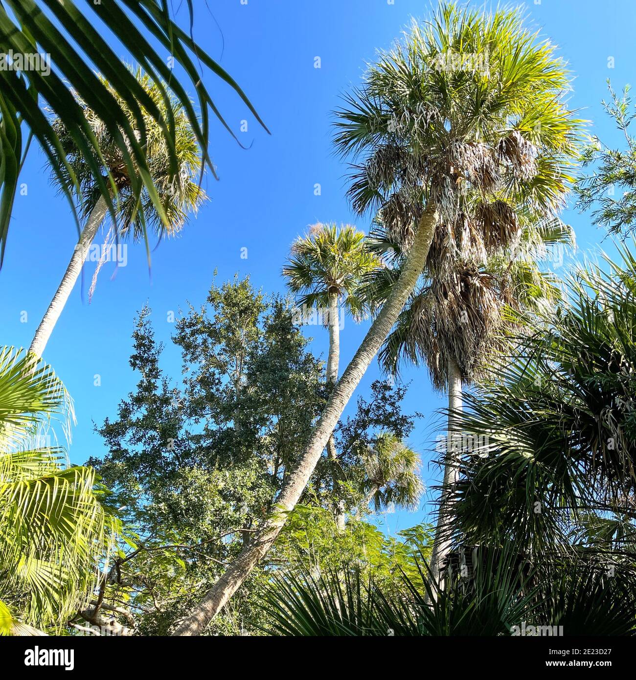A view of Royal Palm Trees from the base of the tree looking up toward ...