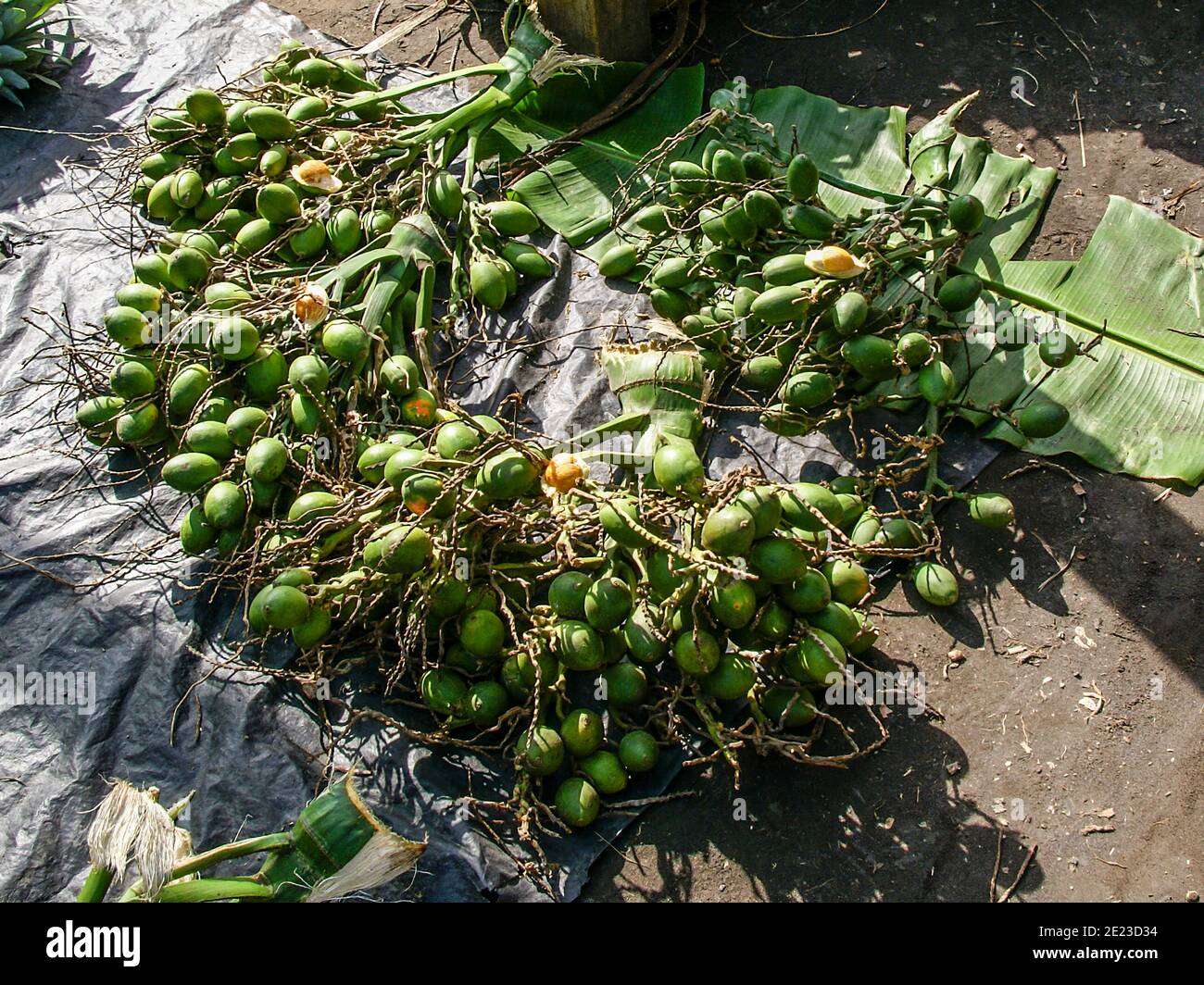 Papua new guinea betel nut hi-res stock photography and images - Alamy