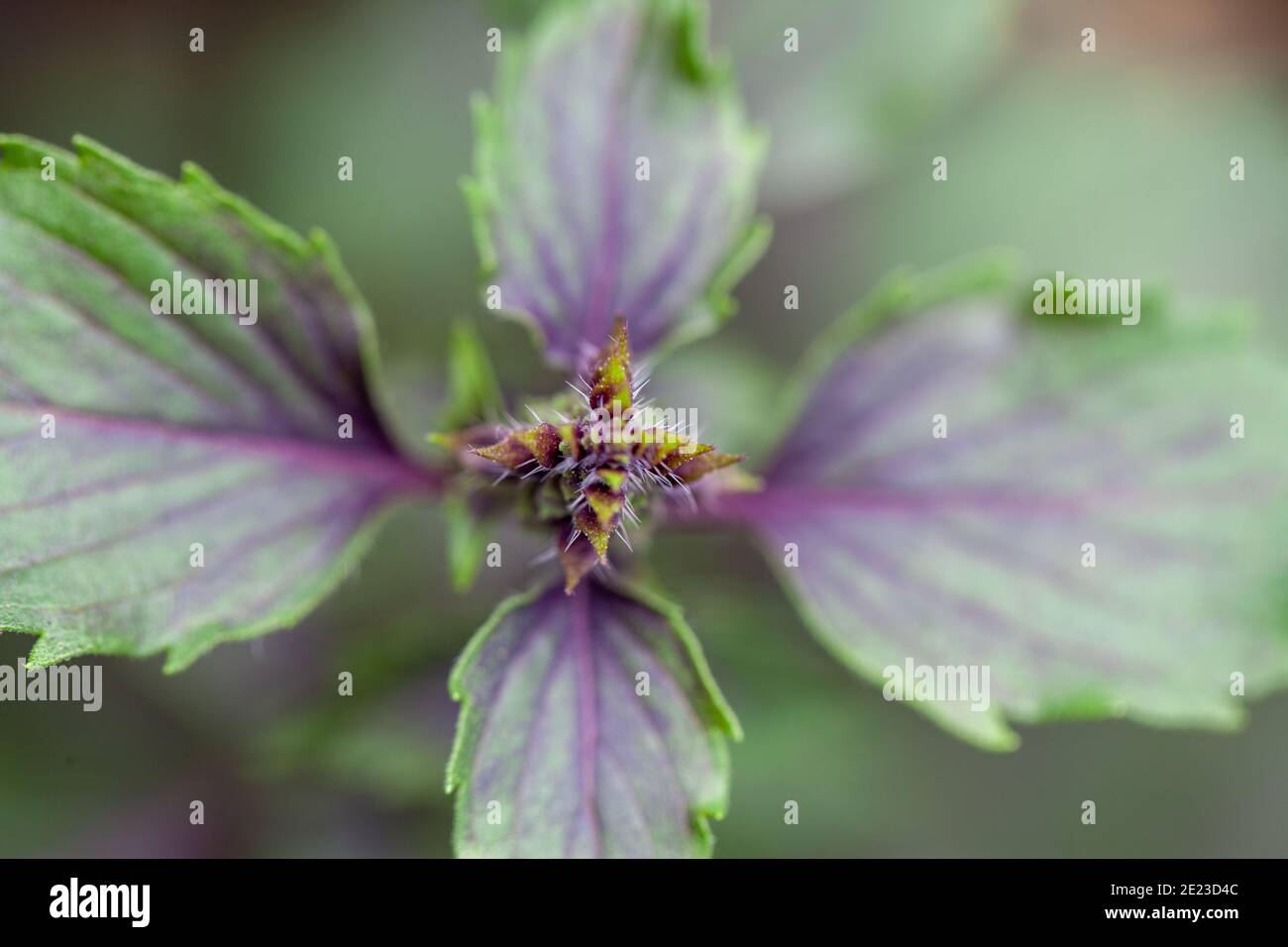Fresh red basil herb leaves isolated on natural background. Purple Dark ...