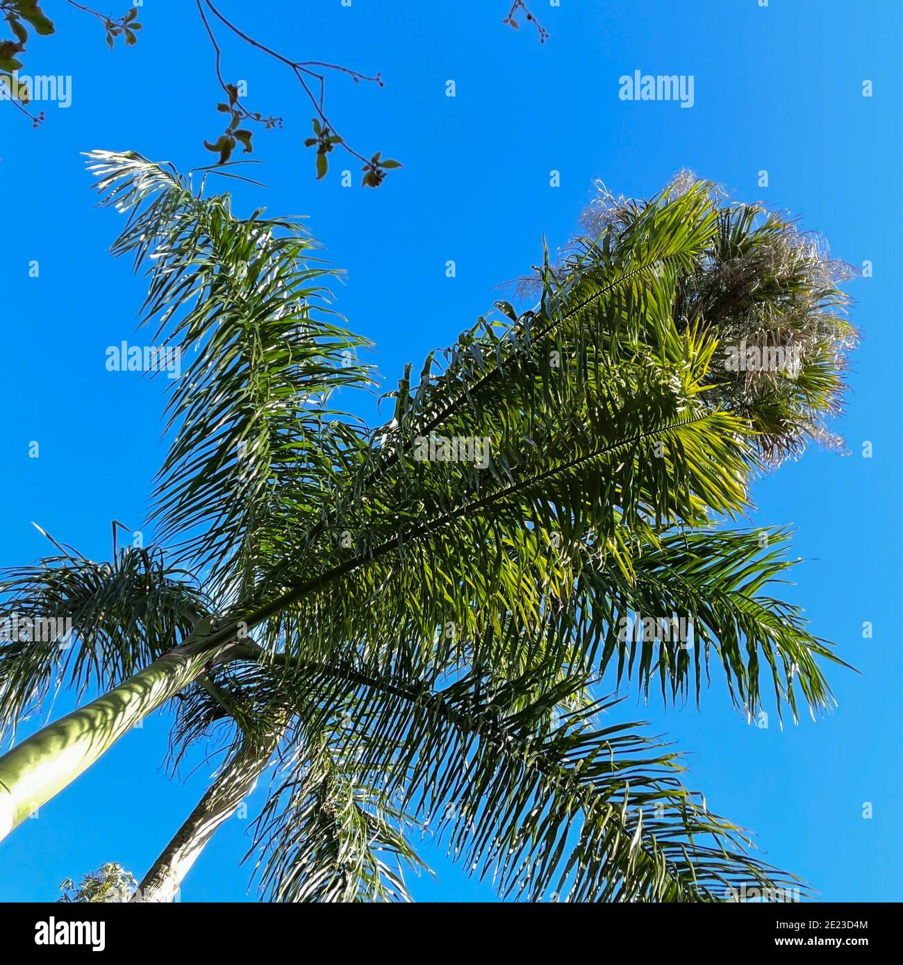 A view of Royal Palm Trees from the base of the tree looking up toward ...