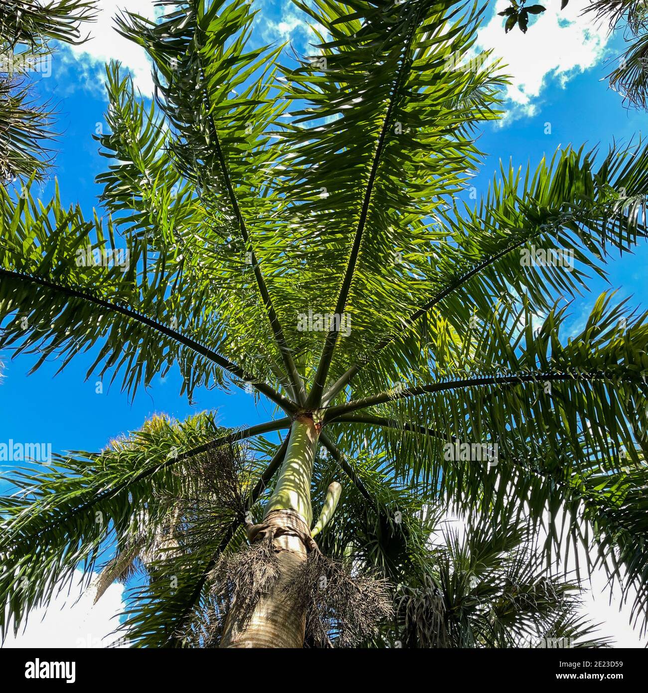 A view of Royal Palm Trees from the base of the tree looking up toward ...