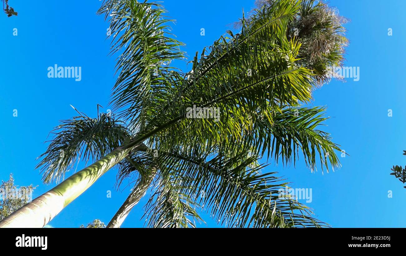 A view of Royal Palm Trees from the base of the tree looking up toward ...