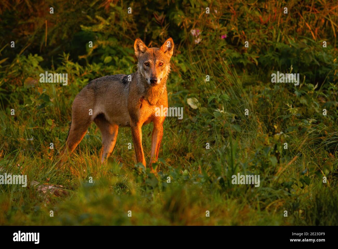 Wolf looking to the camera in wilderness in summer nature Stock Photo ...