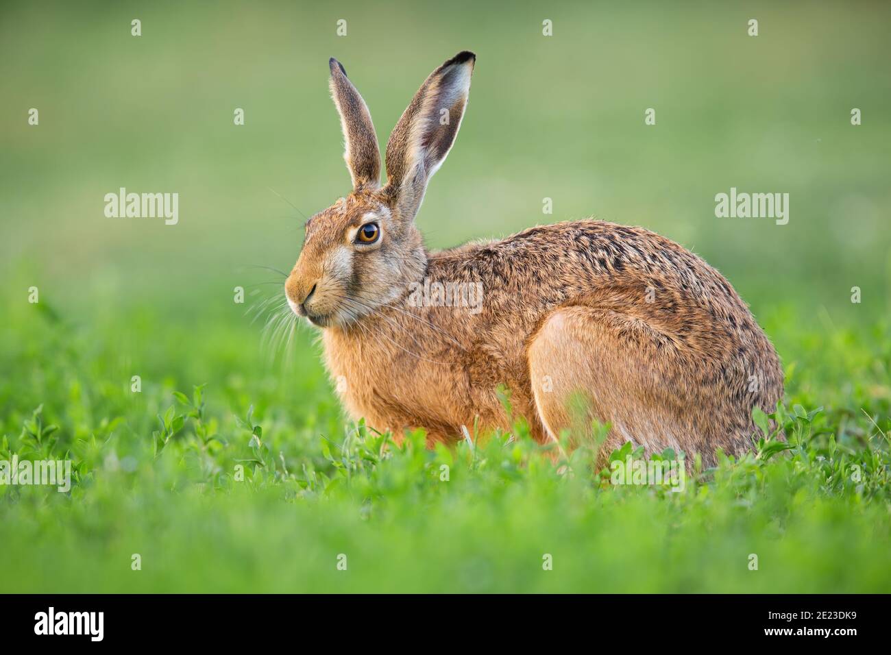 Hare resting hi-res stock photography and images - Alamy