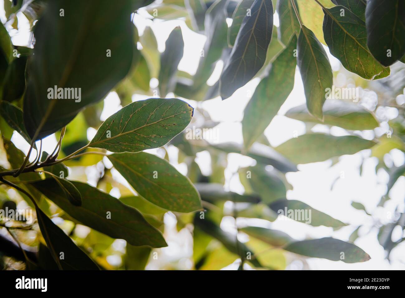 Avocado leaves hi-res stock photography and images - Alamy