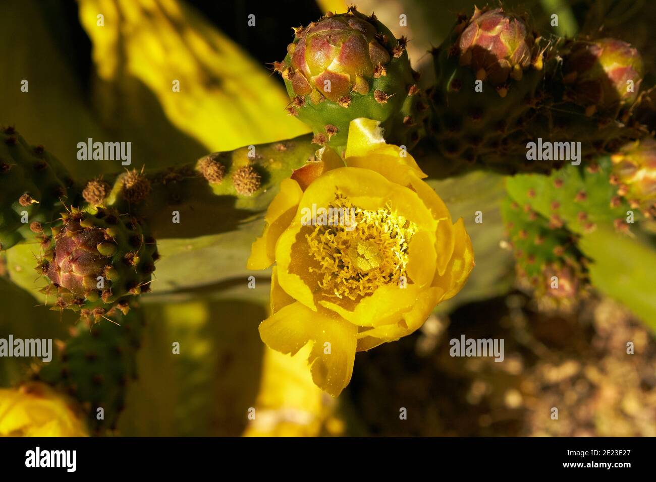 Flower full of pollen opening in the morning Stock Photo - Alamy