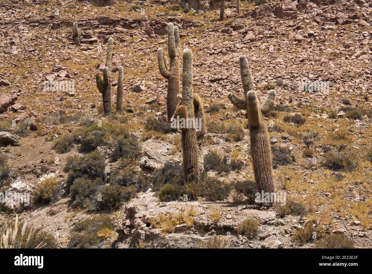 Cactus plants in a desert in Chile, South America Stock Photo - Alamy