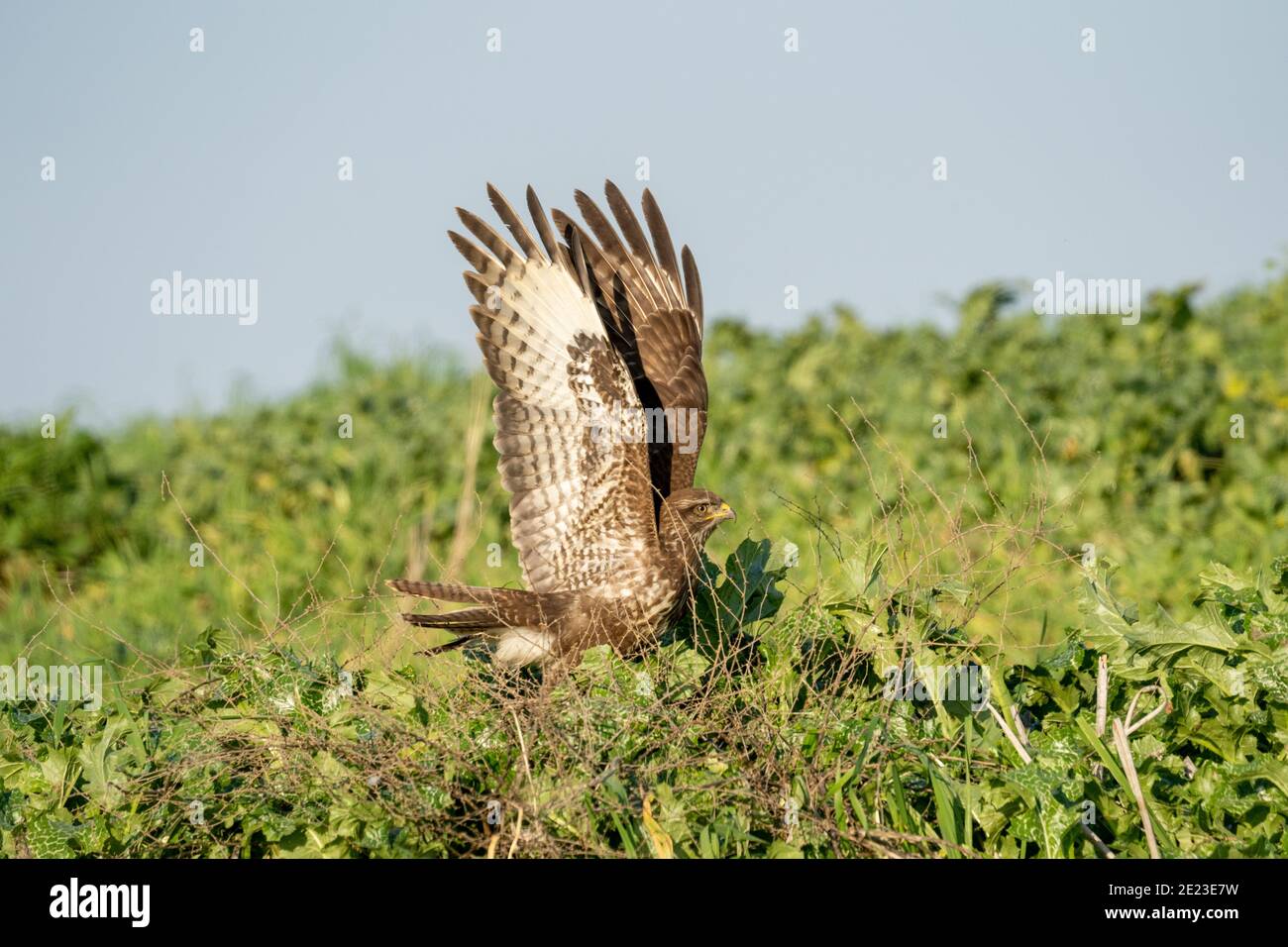 Common Buzzard (Buteo buteo) Leaping to hunt a prey Stock Photo - Alamy