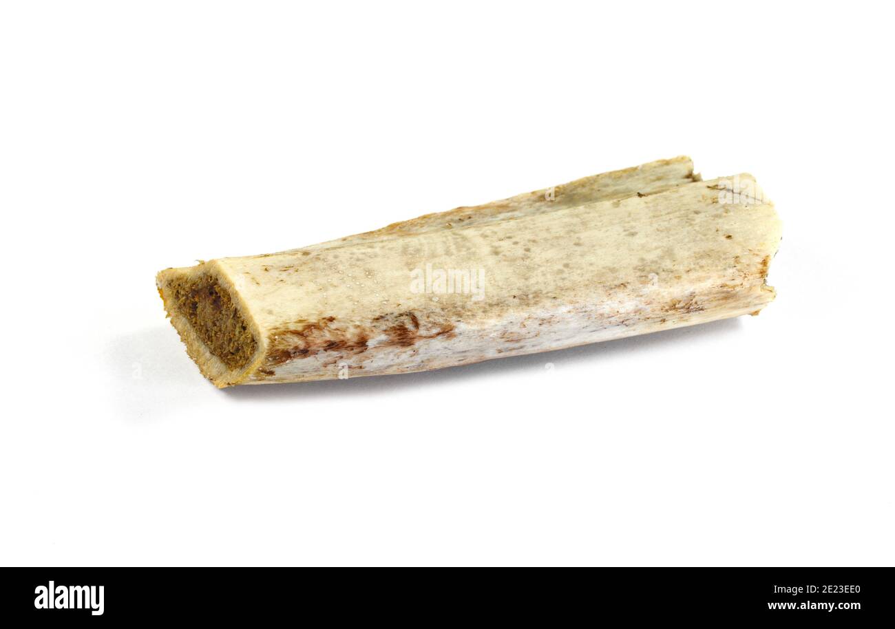 old bone isolated on white background Stock Photo - Alamy