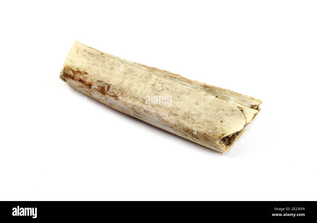 old bone isolated on white background Stock Photo - Alamy