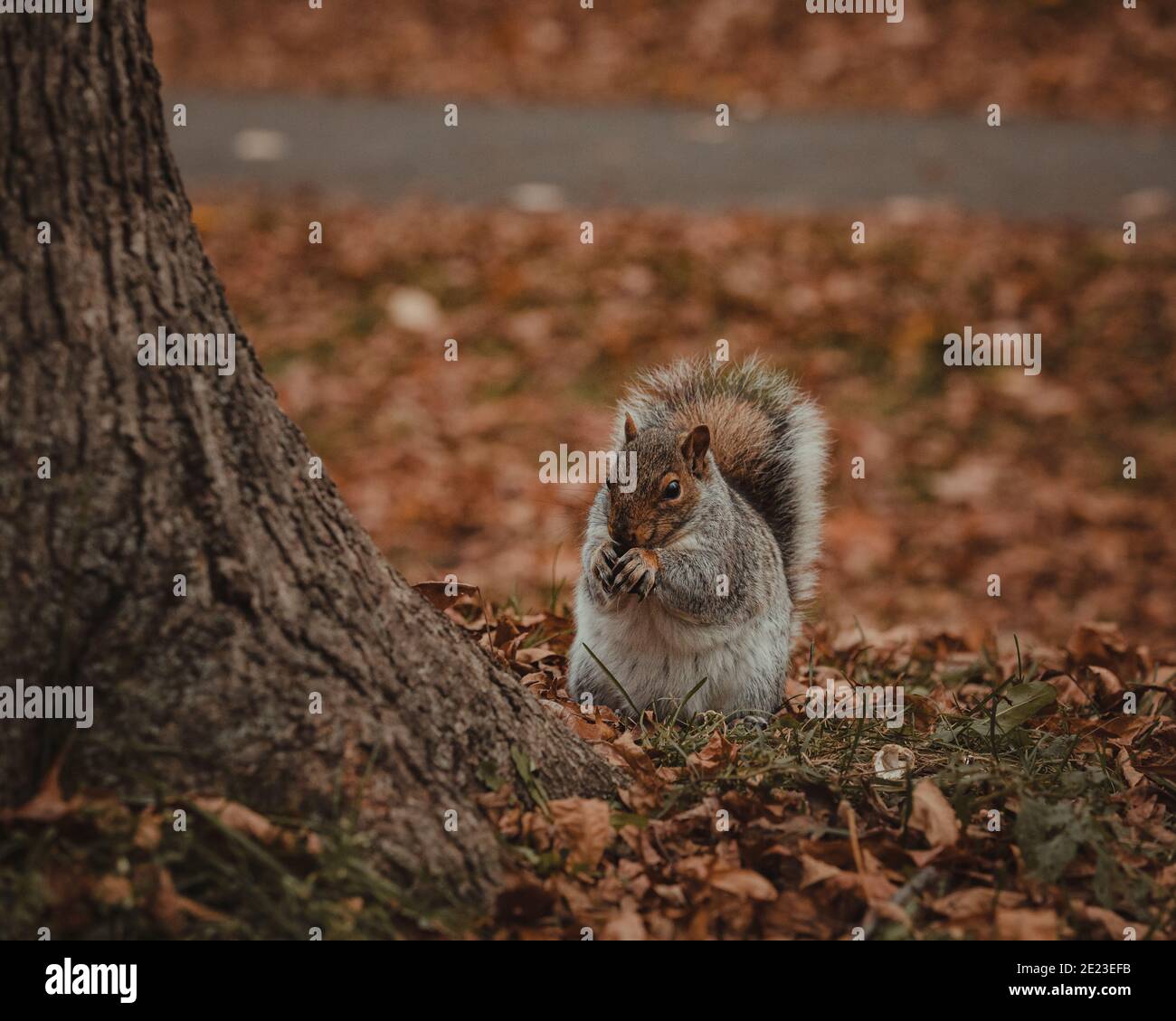 Selective focus closeup of a Squirrel under the tree full of fallen ...