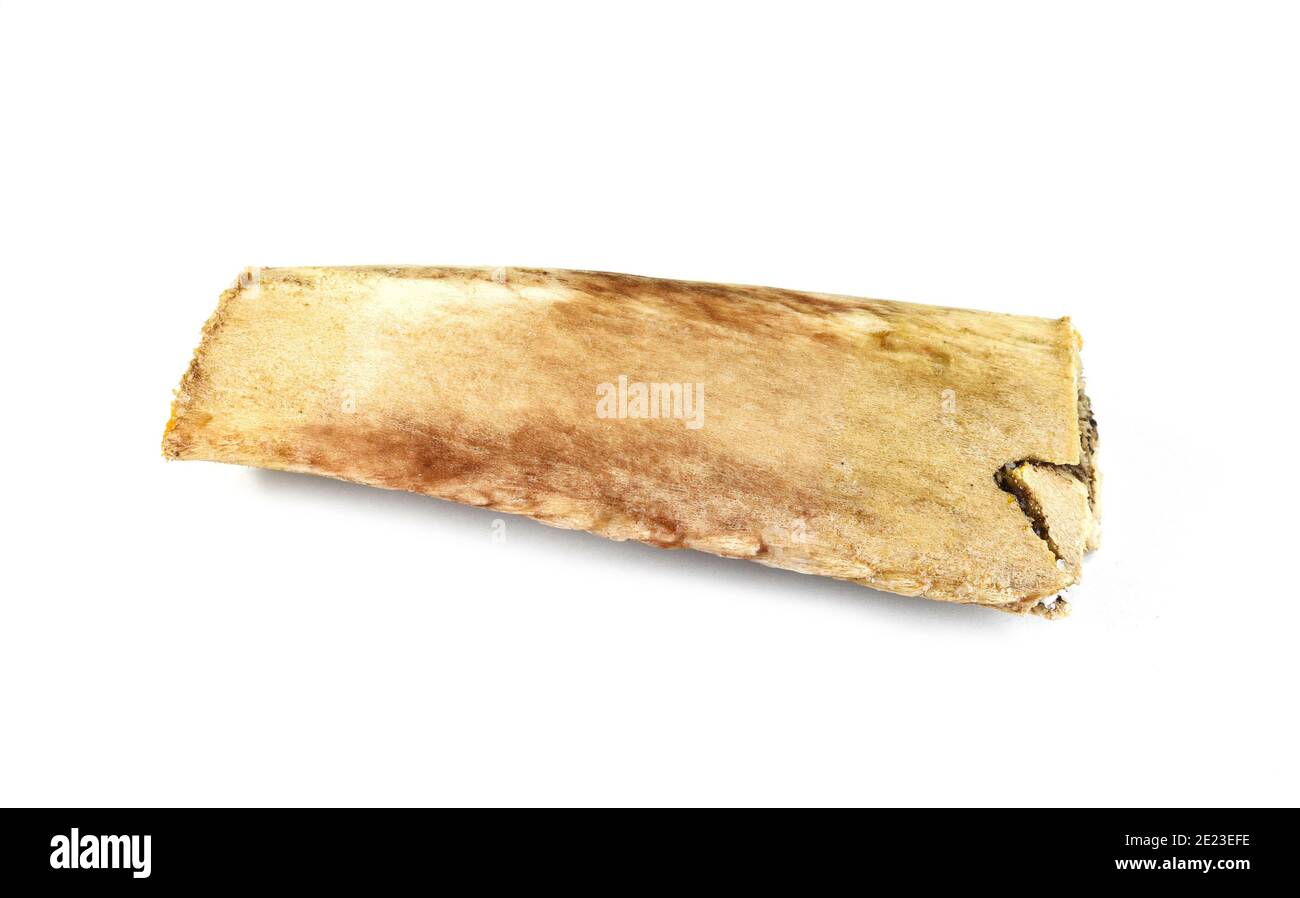 old bone isolated on white background Stock Photo - Alamy