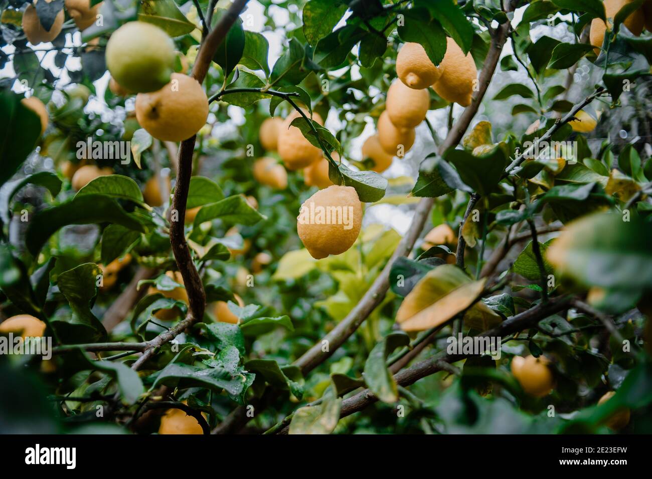 Lemons hanging from the tree in a rainy winter day Stock Photo - Alamy