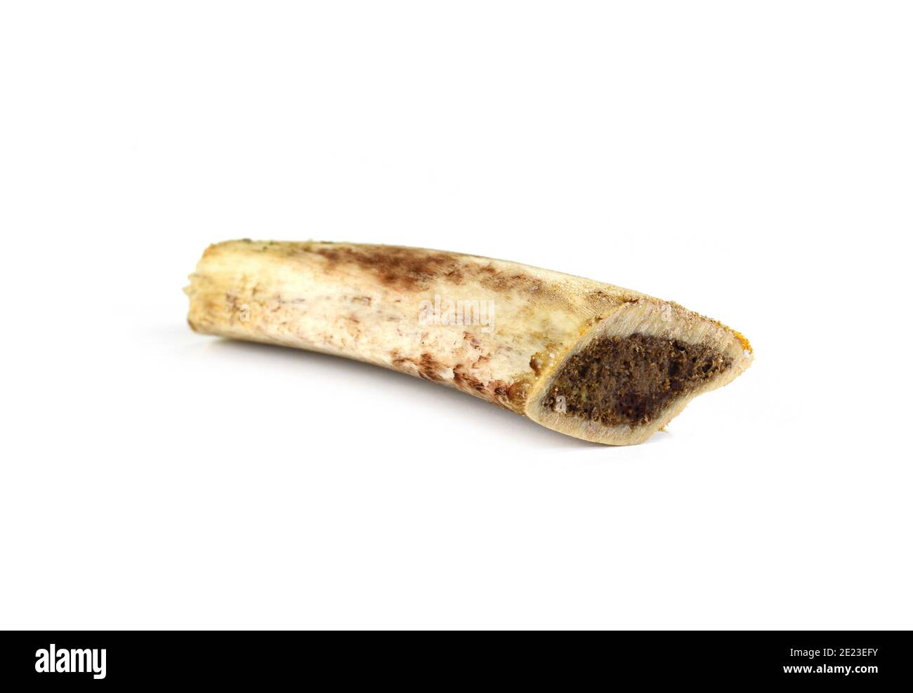 old bone isolated on white background Stock Photo - Alamy