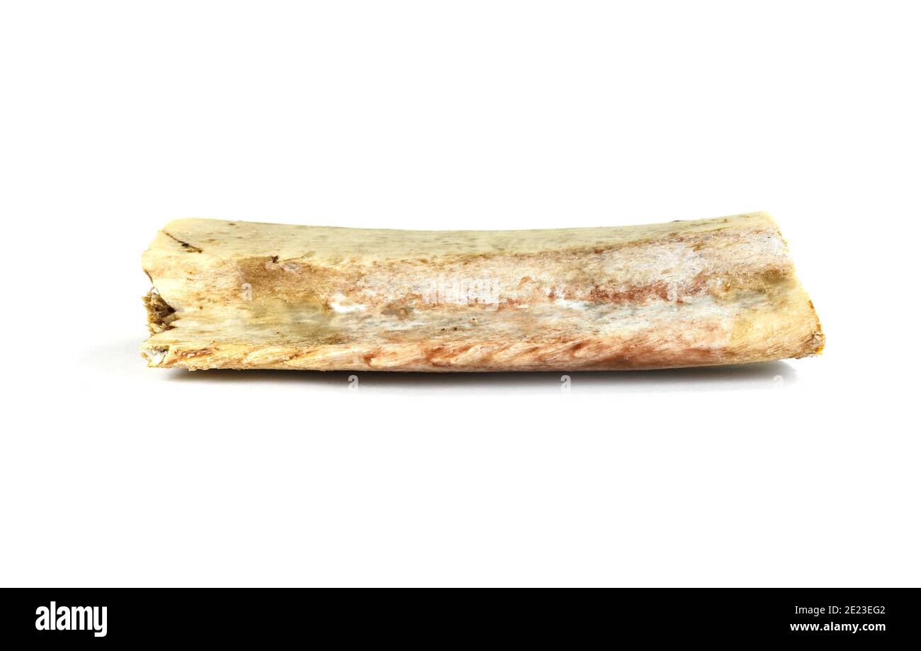 old bone isolated on white background Stock Photo - Alamy