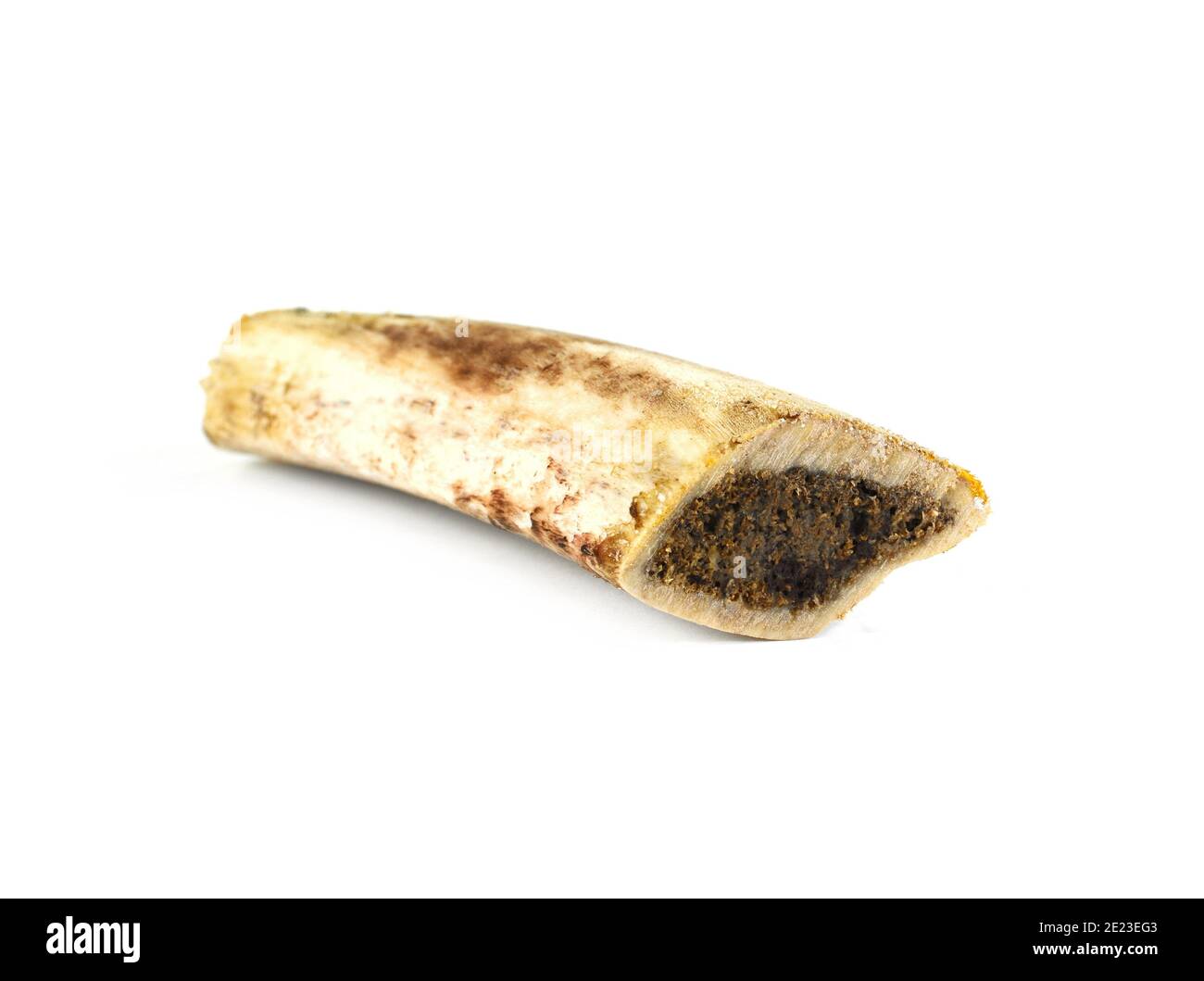 old bone isolated on white background Stock Photo - Alamy