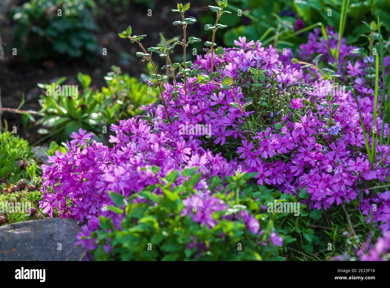 Moss phlox plant blooming in the garden ( Moss-pink, Mountain phlox ...