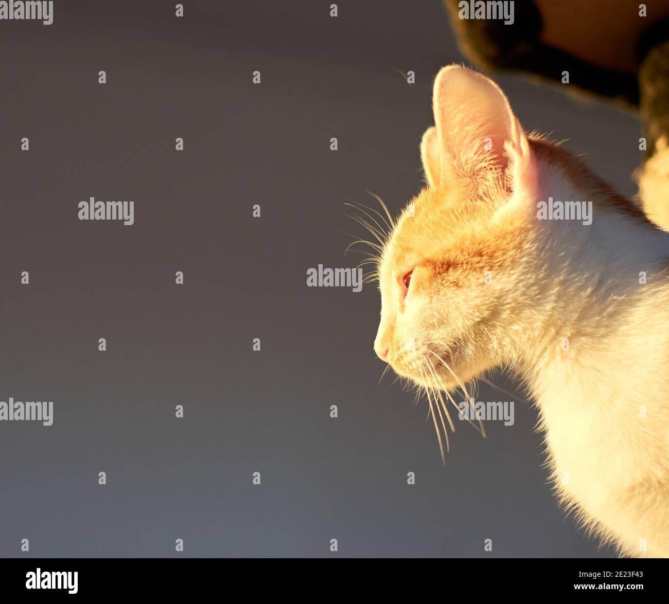 White-and-ginger funny cat cat squinting eyes in the sun Stock Photo ...