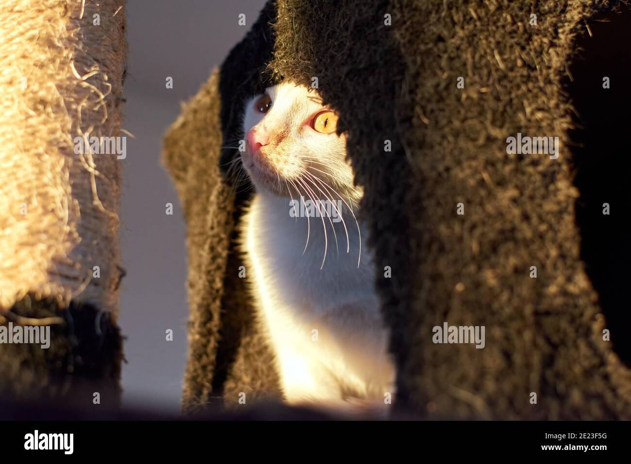 Funny fluffy cat curiously looking behind the scratching post Stock ...