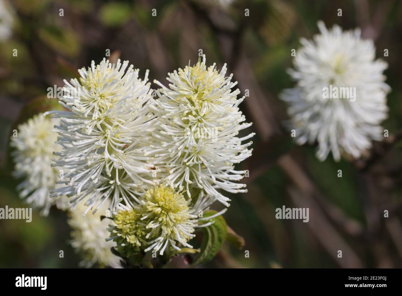 Large witch alder, Fothergilla major, flowers in close up with some ...