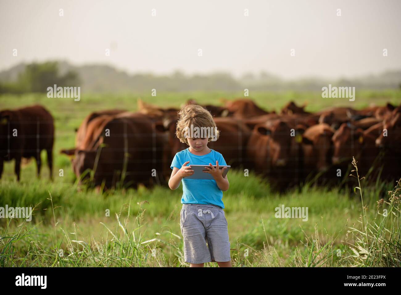 Child farmer at cows farm. Kids at countryside. Kid with tablet at farm ...