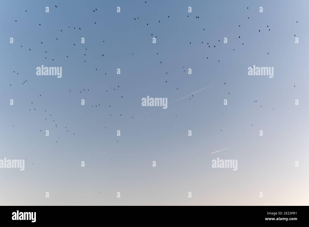 Beautiful shot of bird crews in the sky with falling stars Stock Photo ...