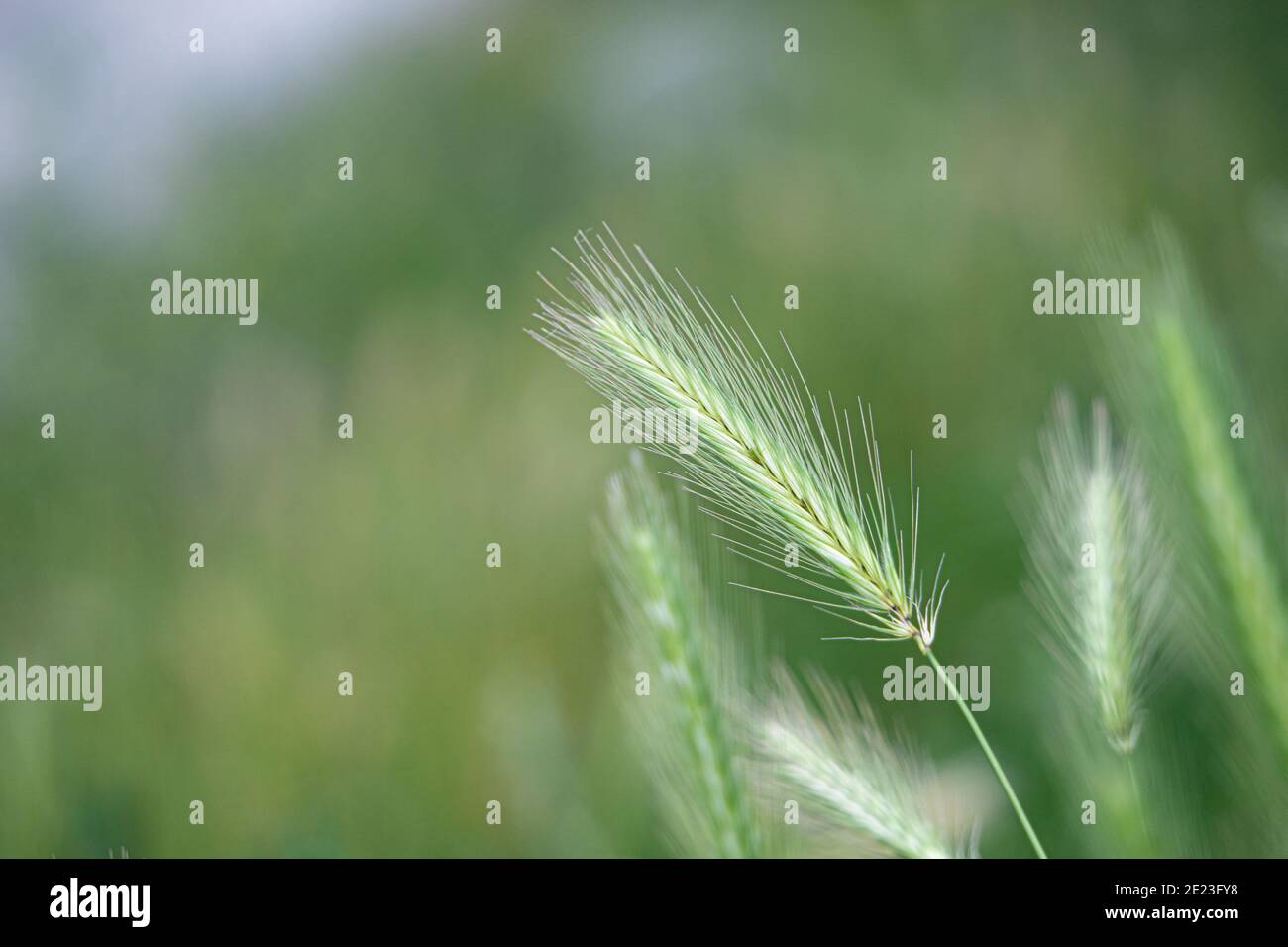 Horizontal shot of grass plants in the park. Wheat grass ears isolated ...