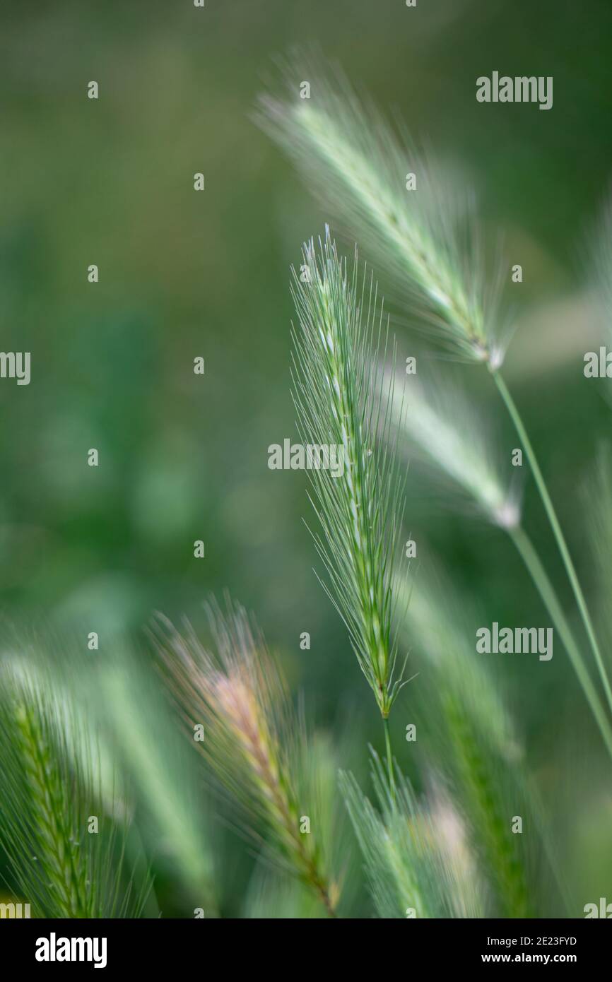 Vertical shot of grass plants in the park. Wheat grass ears isolated ...