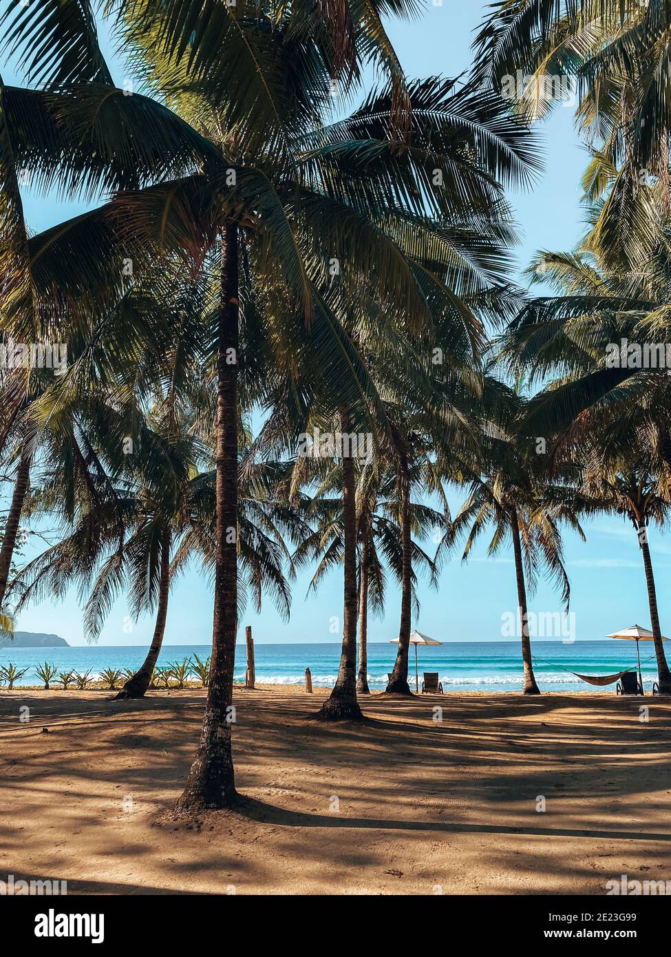 Vertical shot of coconut palm trees on the beach resort Stock Photo - Alamy