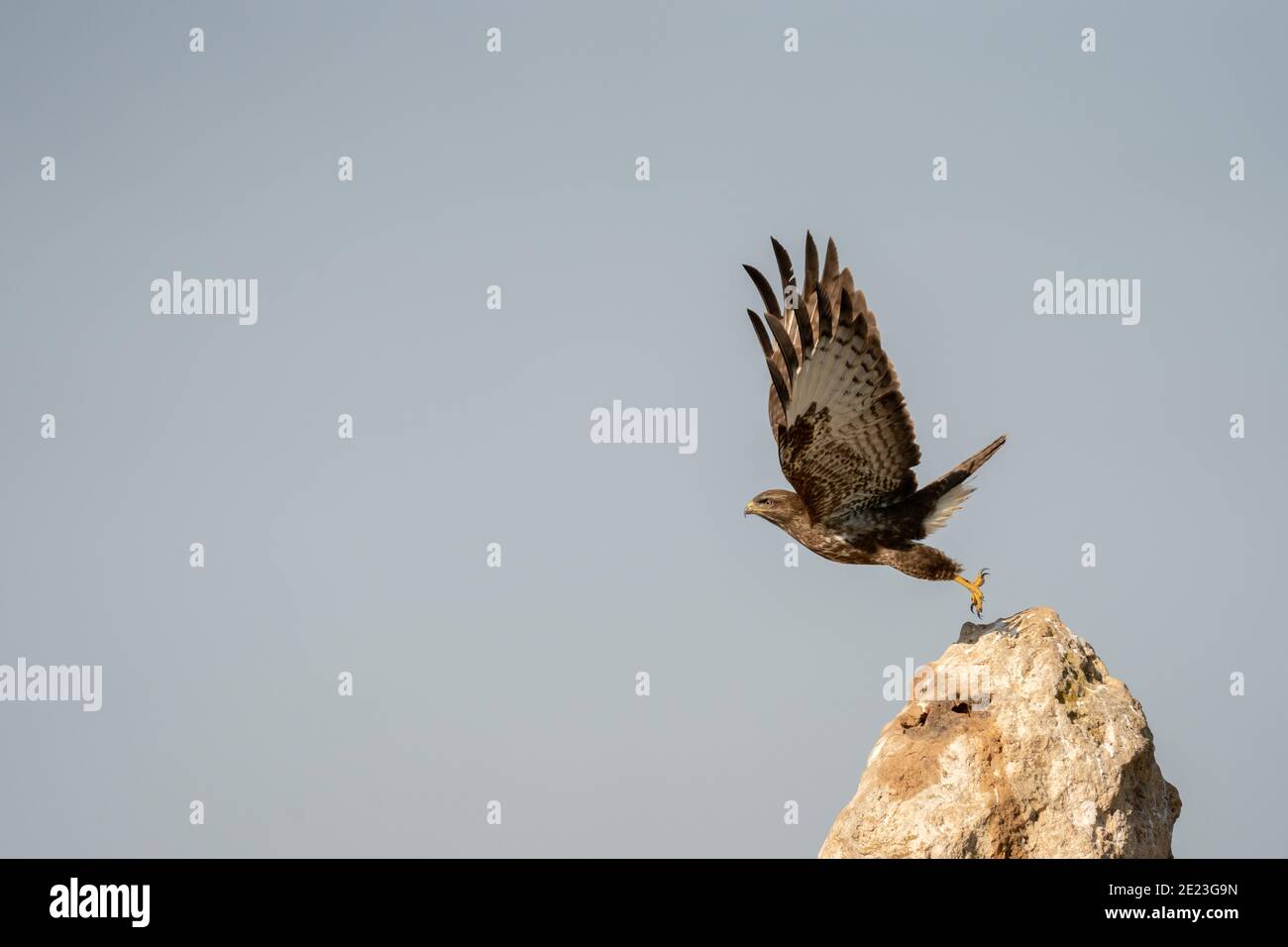 Common Buzzard (Buteo buteo) Leaping to hunt a prey Stock Photo - Alamy