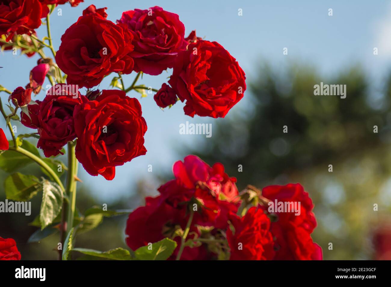 Closeup shot of red roses in the garden, isolated on tree background ...