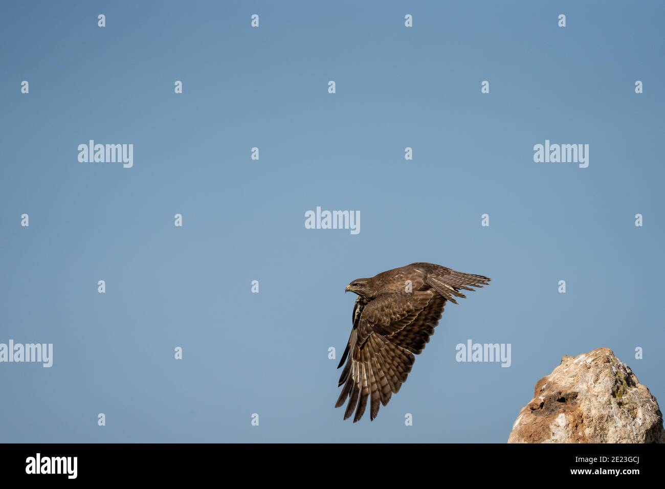 Common Buzzard (Buteo buteo) Leaping to hunt a prey Stock Photo - Alamy