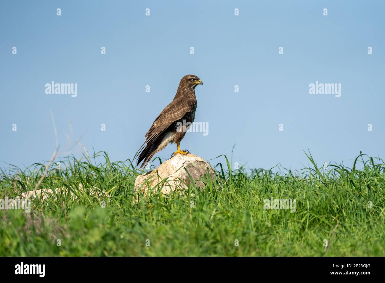 Steppe buzzard in flight hi-res stock photography and images - Alamy