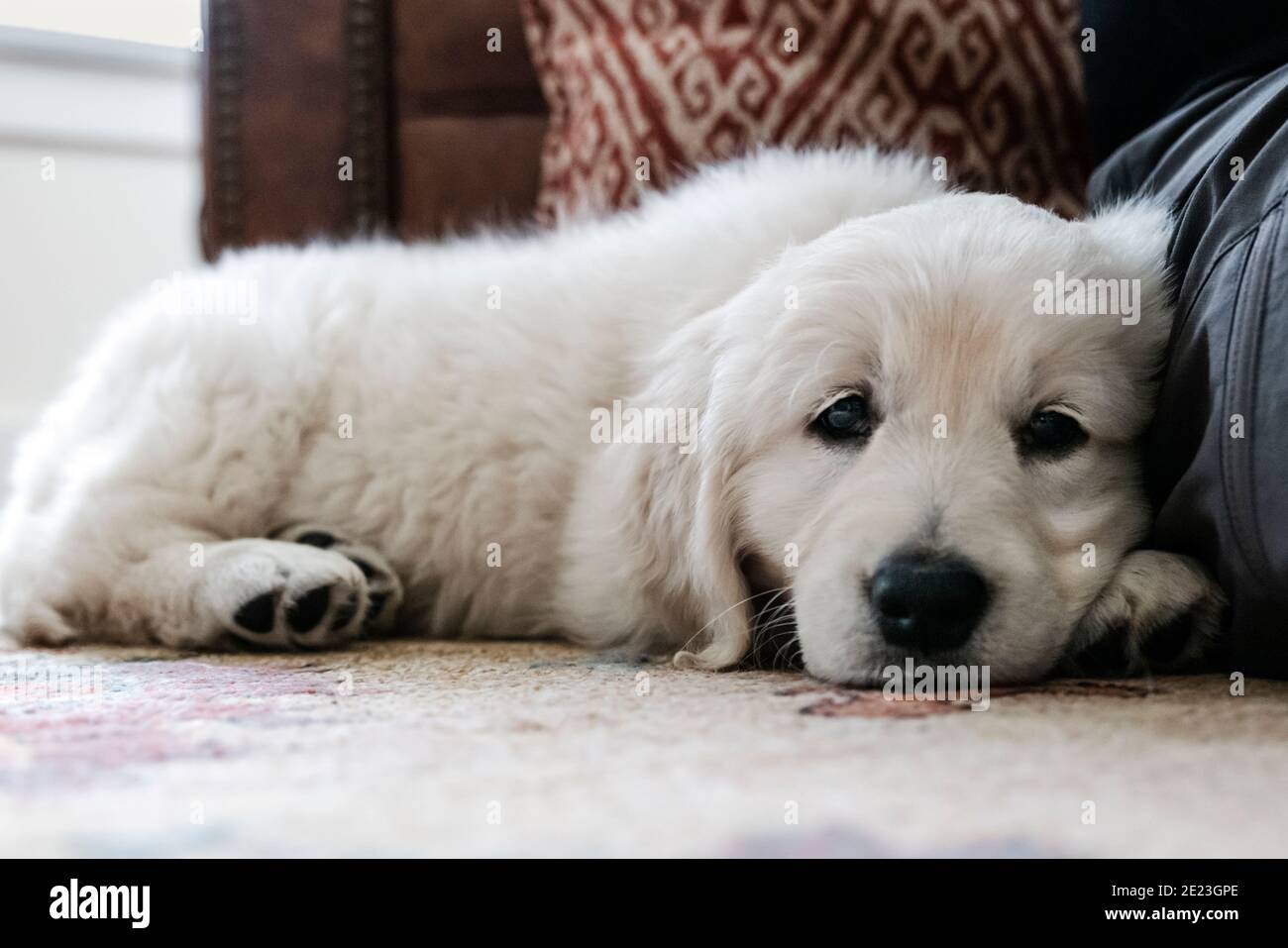 Platinum, or Cream colored Golden Retriever puppy Stock Photo - Alamy