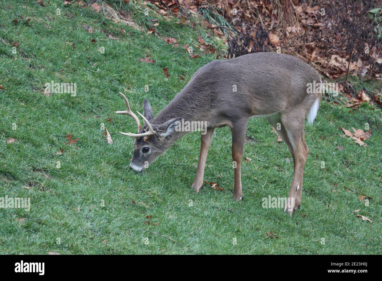 Whitetail deer eating grass hi-res stock photography and images - Alamy