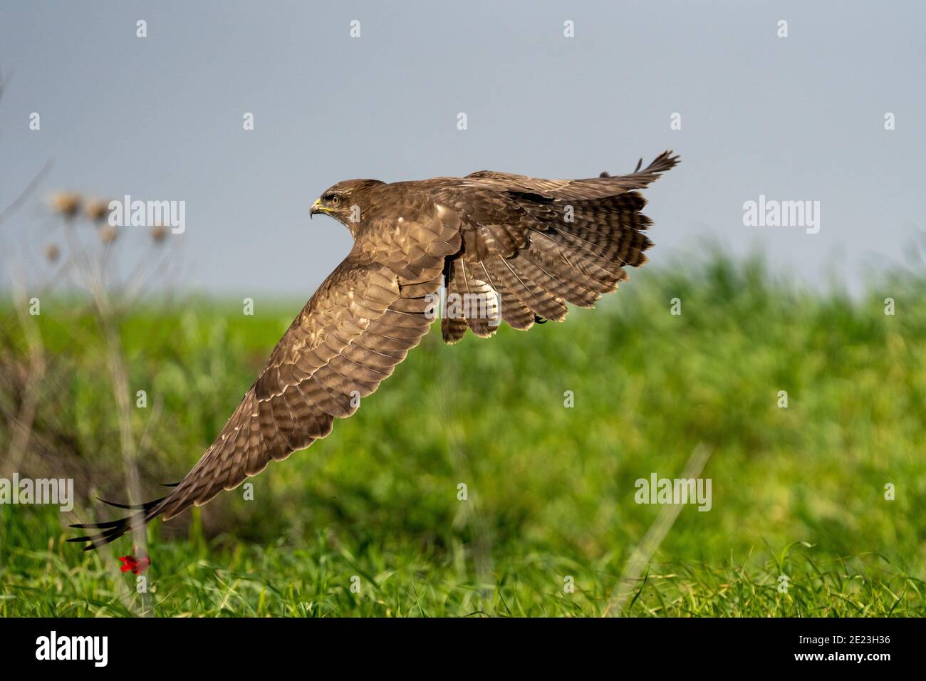 Common Buzzard (Buteo buteo Stock Photo - Alamy