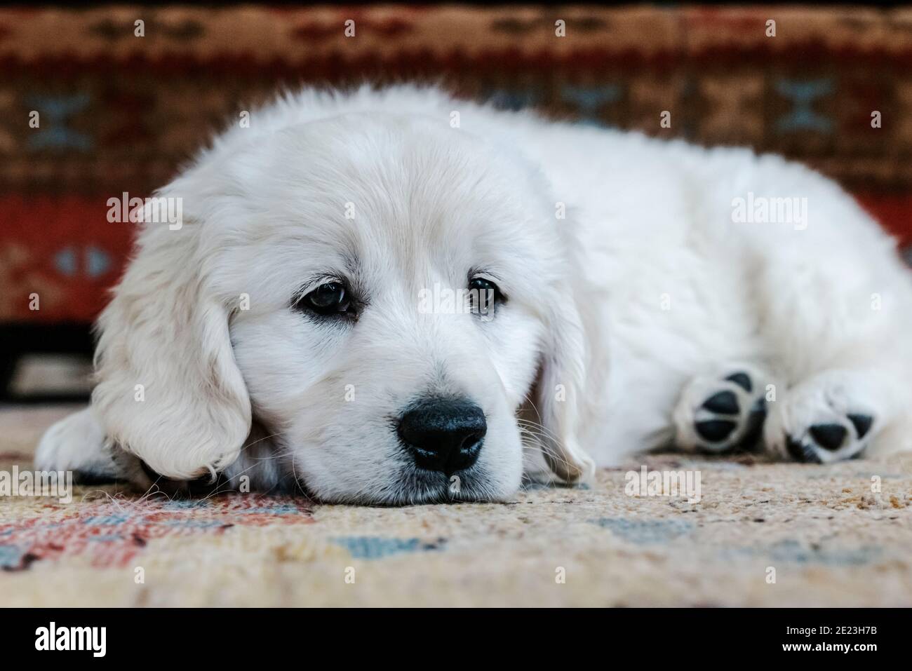 Platinum, or Cream colored Golden Retriever puppy Stock Photo - Alamy