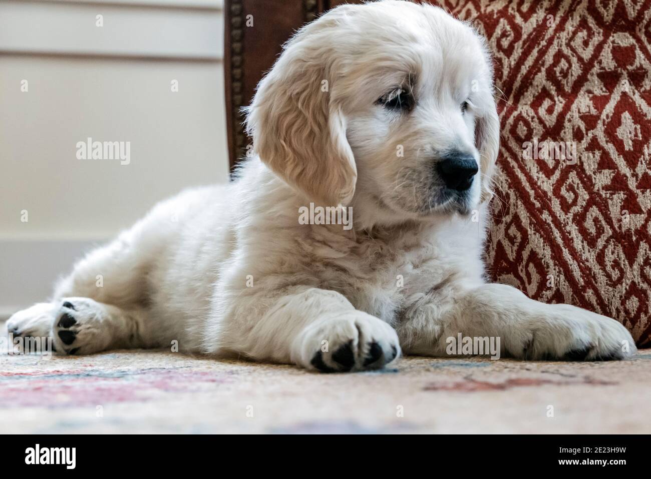 Platinum, or Cream colored Golden Retriever puppy Stock Photo - Alamy