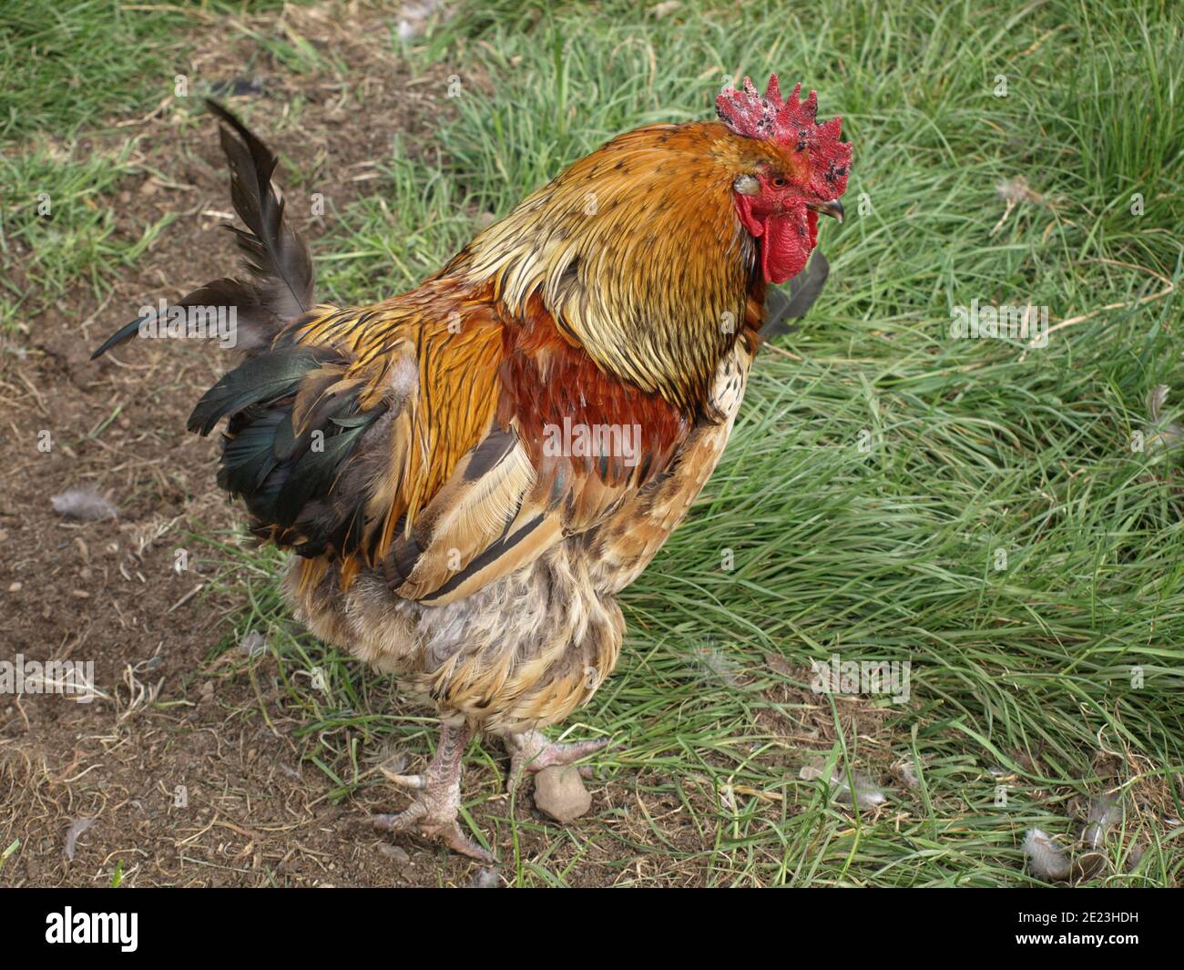 Side view of a walking rooster against a grassy background Stock Photo ...