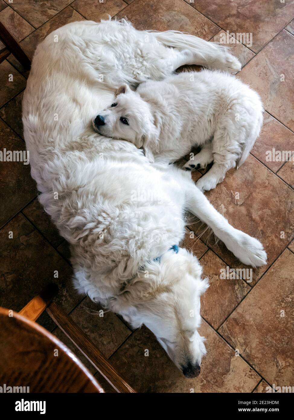 Funny face of labrador puppy hi-res stock photography and images - Alamy