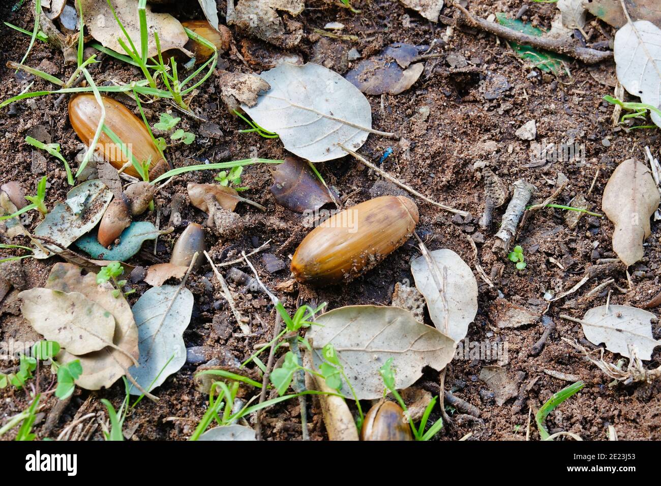 Acorns autumn hi-res stock photography and images - Alamy