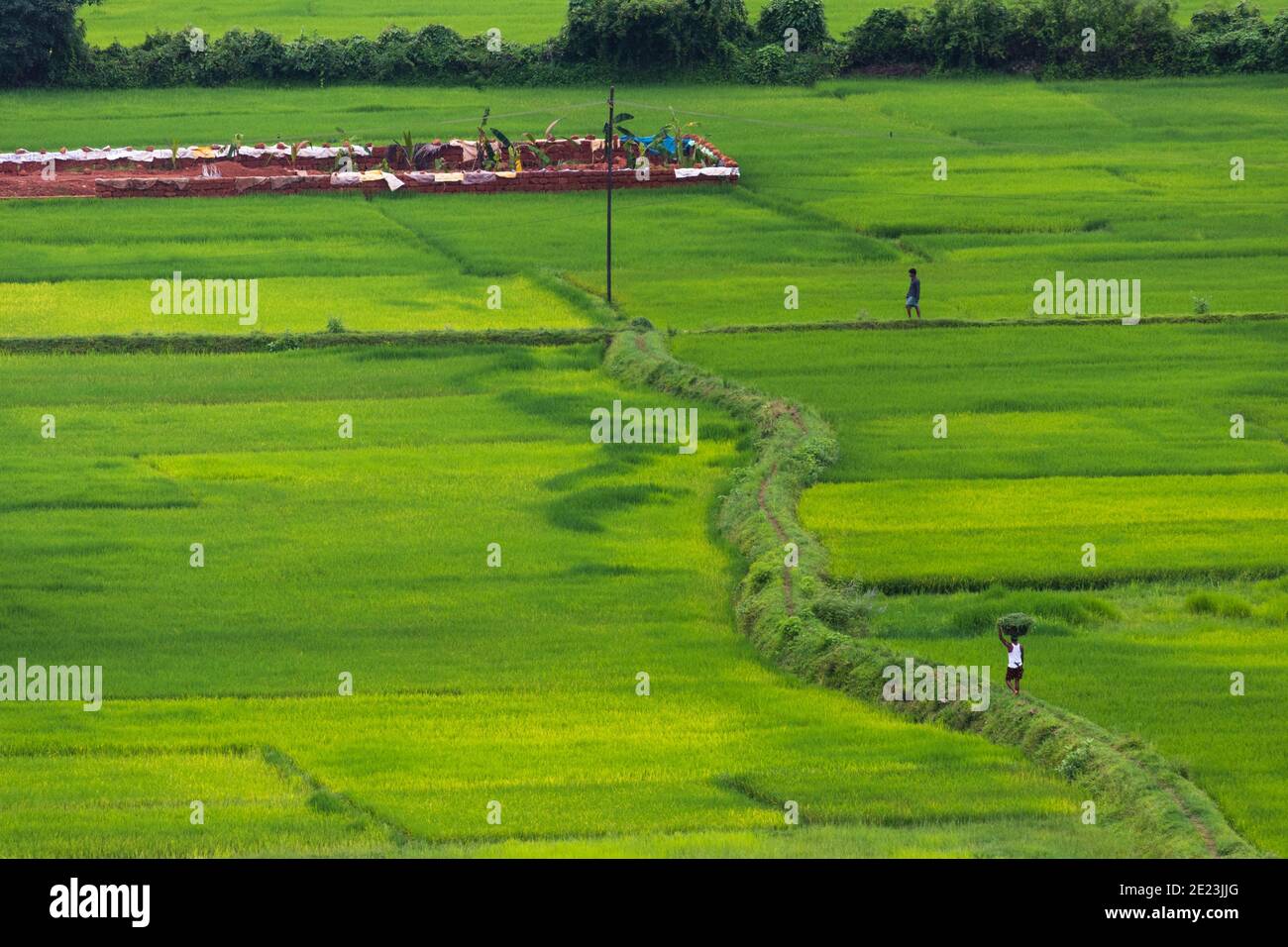 Aerial view of farmers walking through cultivated green agricultural ...