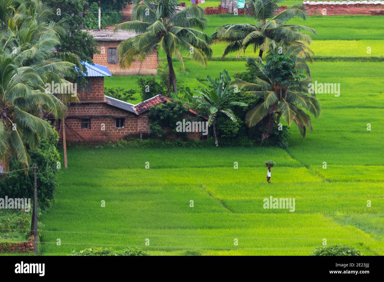 Aerial view of a farmer walking through cultivated green agricultural ...