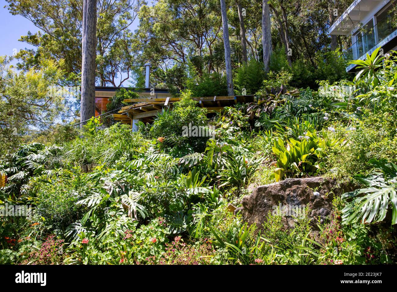 Australian home in Sydney with packed garden full of greenery and ...