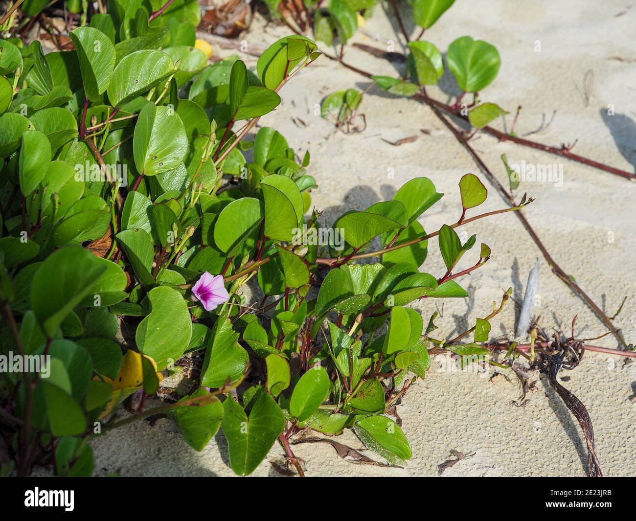Vibrant bright green foliage on this Railroad Vine or Morning Glory ...