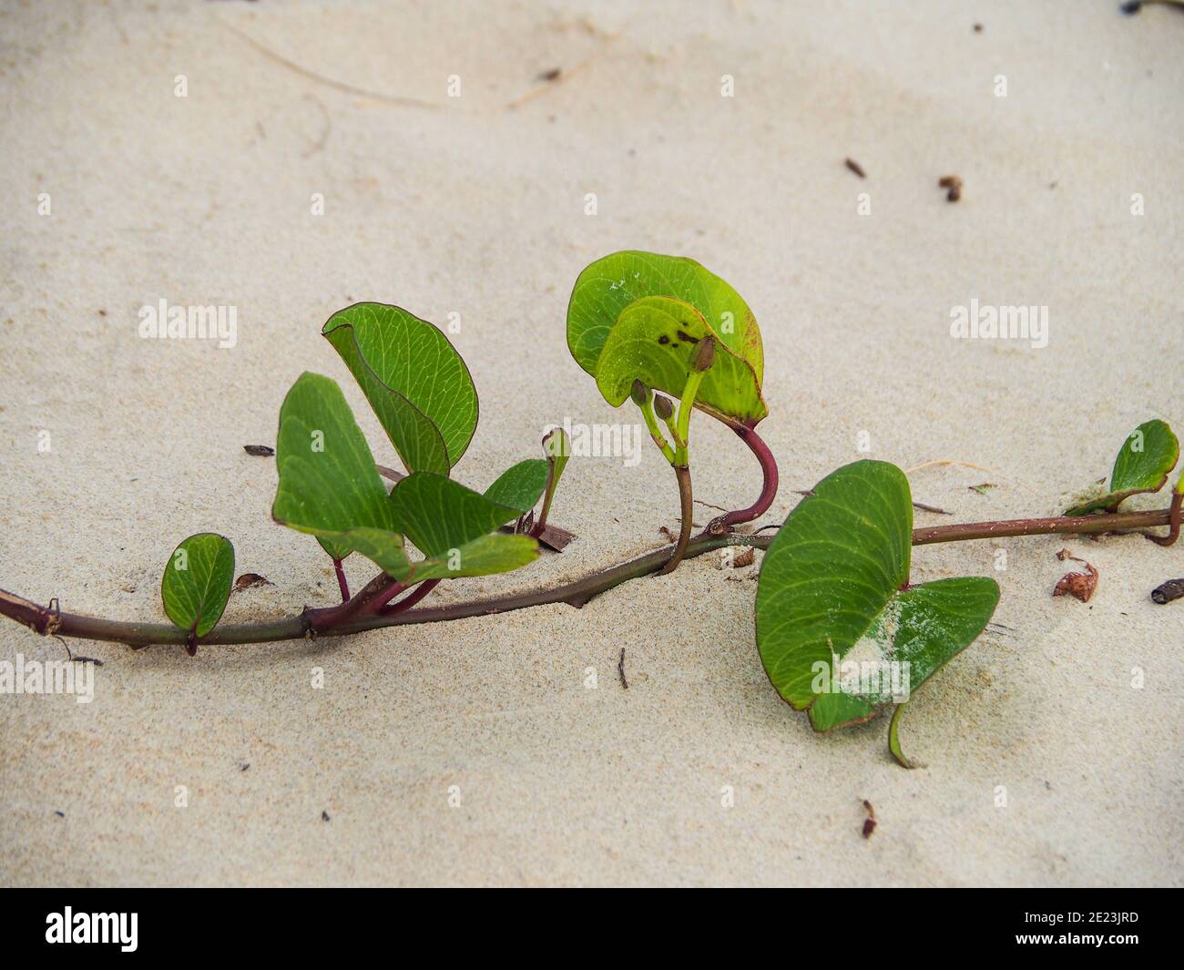 Vibrant bright green foliage on this Railroad Vine or Morning Glory ...