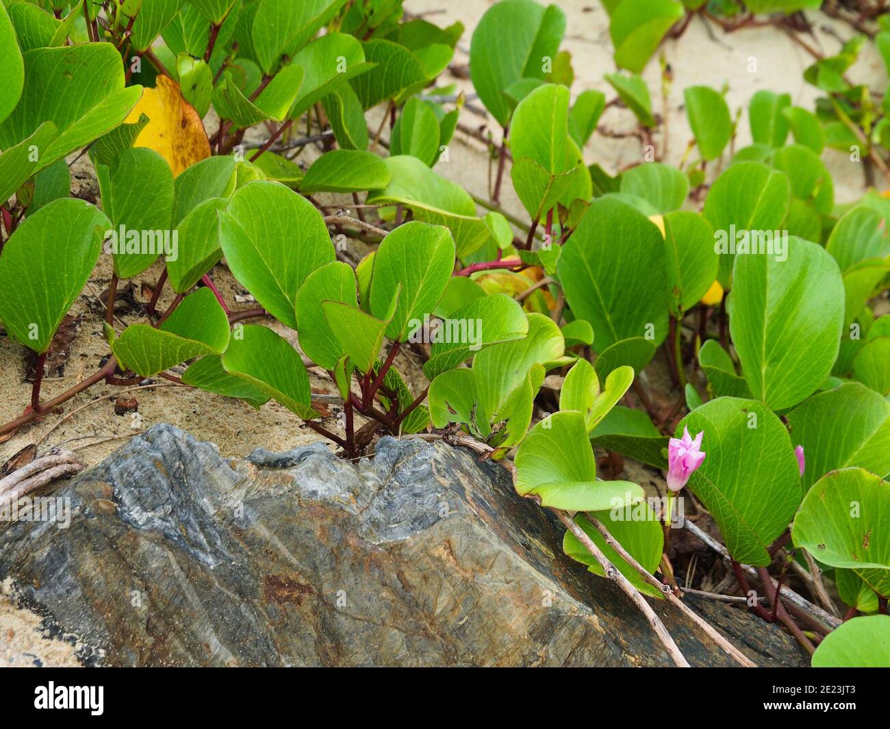 Trailing vines on rocks hi-res stock photography and images - Alamy