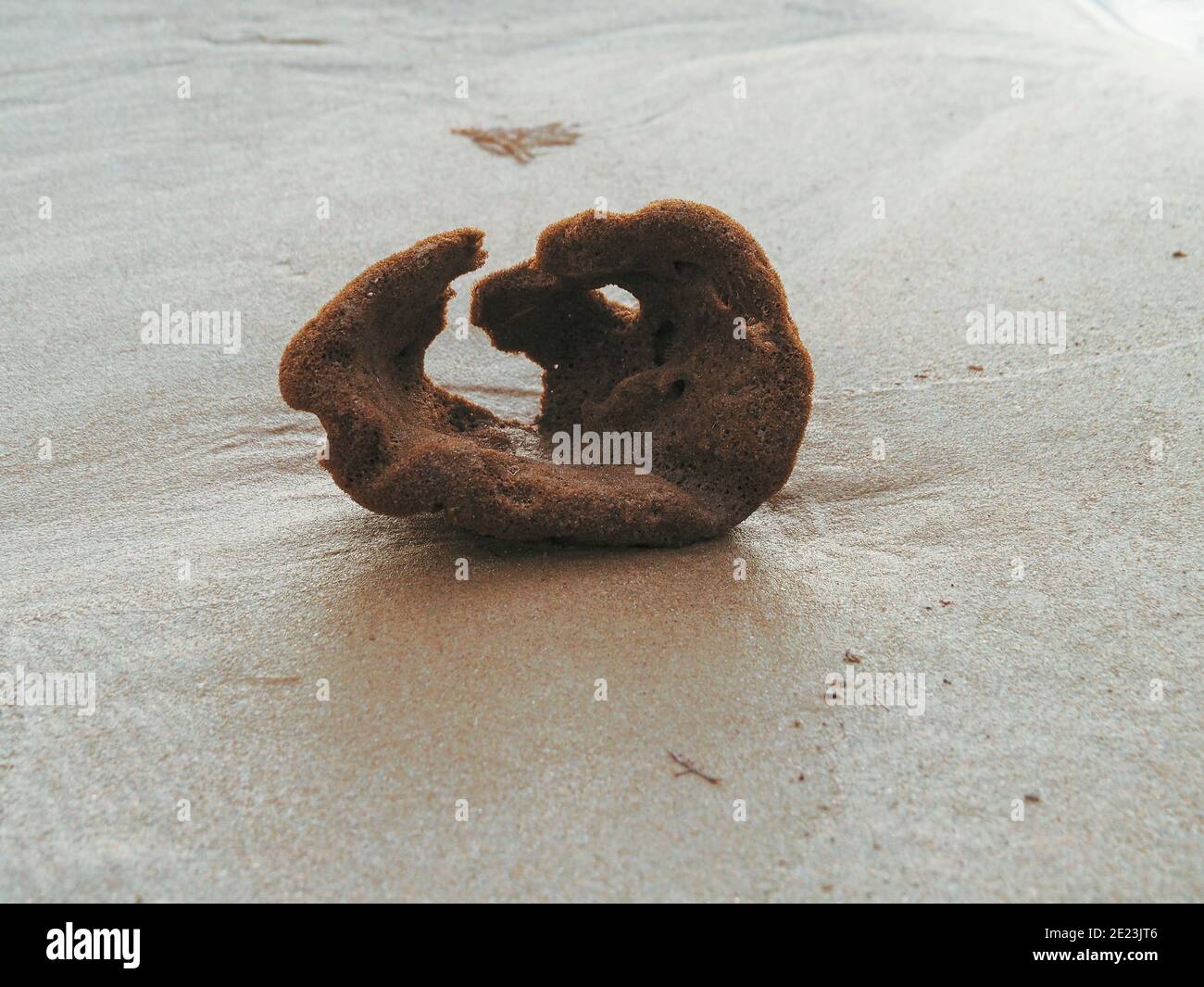 sea sponge on the wet beach, Australia Stock Photo - Alamy