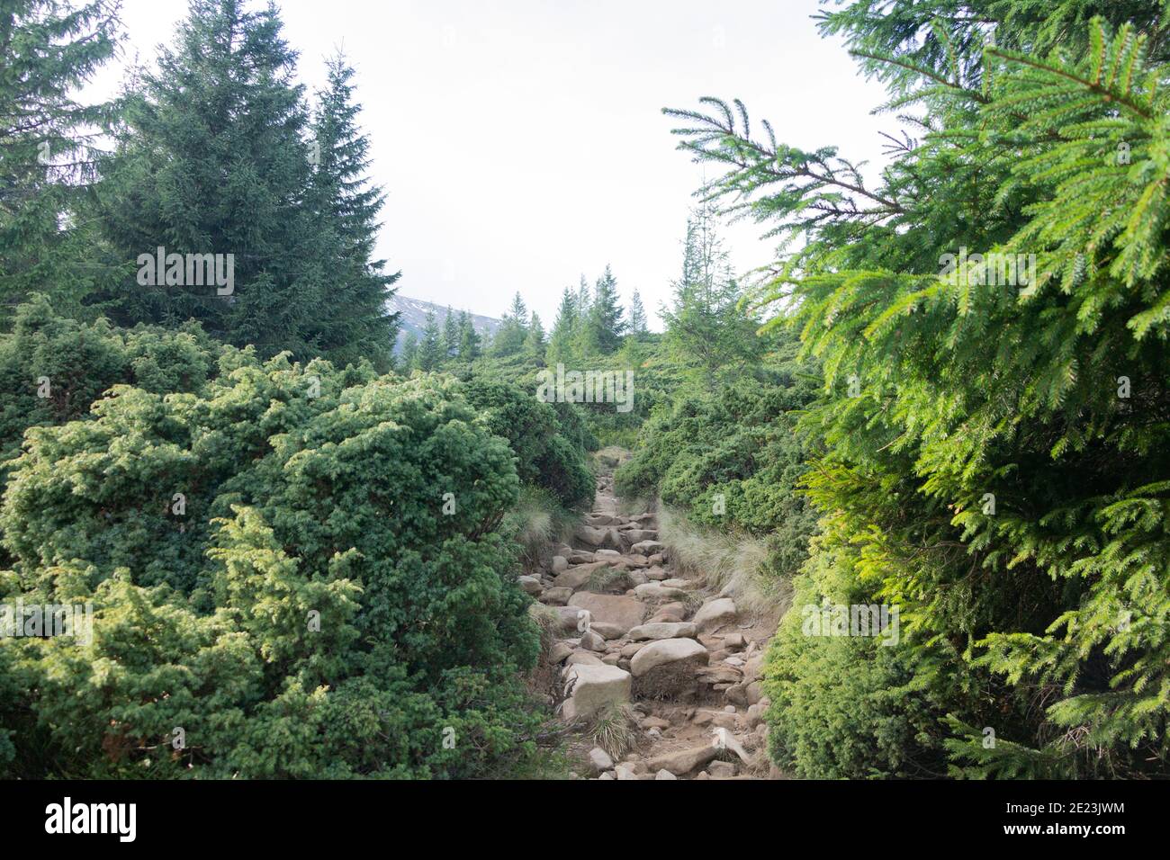 Mountain trail in the thickets of conifers Stock Photo - Alamy